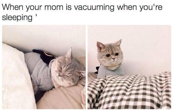 24 Funny Cat Memes For National Pet Day 2018 That Are Just Hilariously True