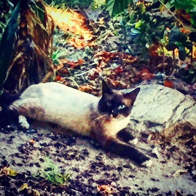 9 Gross Things Cats Do That Actually Make Complete Sense