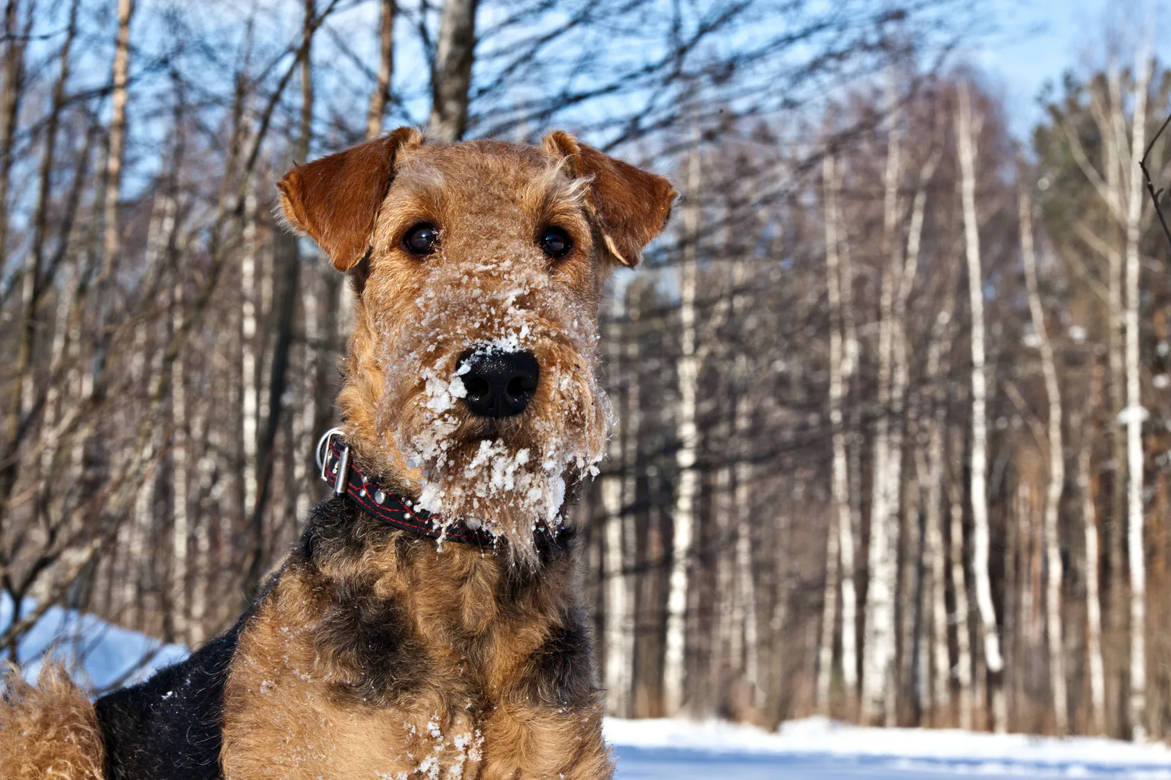 The Dog Breed You Should Get, Based On Your Myers-Briggs Type