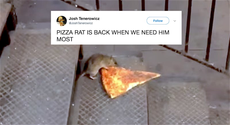 A New Pizza Rat Video Is Going Viral & Twitter Is Loving His Determination
