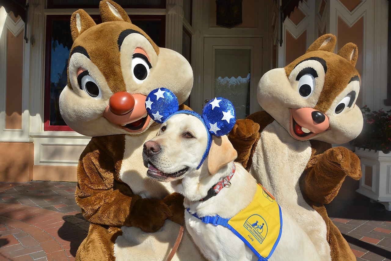 These Photos Of Service Dogs Visiting Disneyland Will Make Your Dreams ...