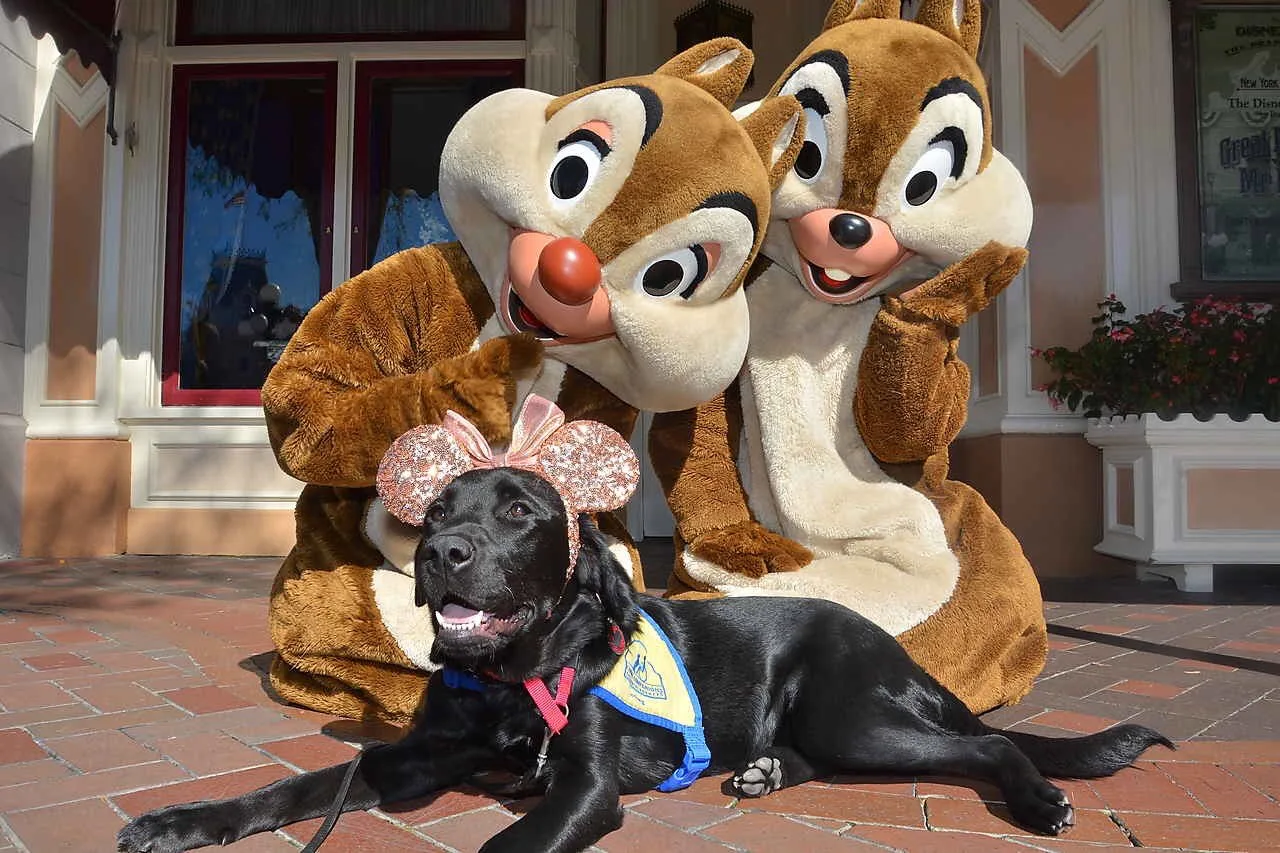 These Photos Of Service Dogs Visiting Disneyland Will Make Your Dreams ...
