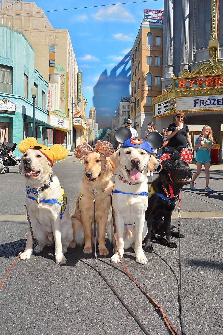 These Photos Of Service Dogs Visiting Disneyland Will Make Your Dreams ...