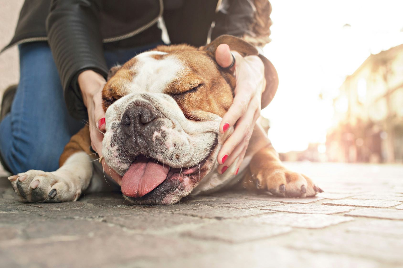 11 Easy Ways To Bond With Your New Dog