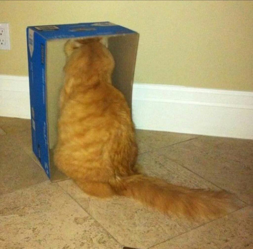 24 Funny Cat Memes For National Pet Day 2018 That Are Just Hilariously True