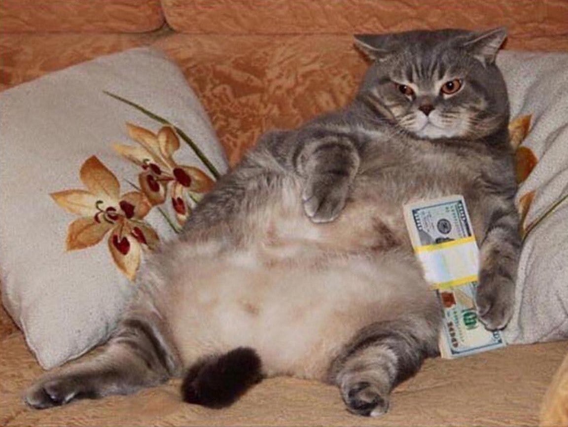 24 Funny Cat Memes For National Pet Day 2018 That Are Just Hilariously True