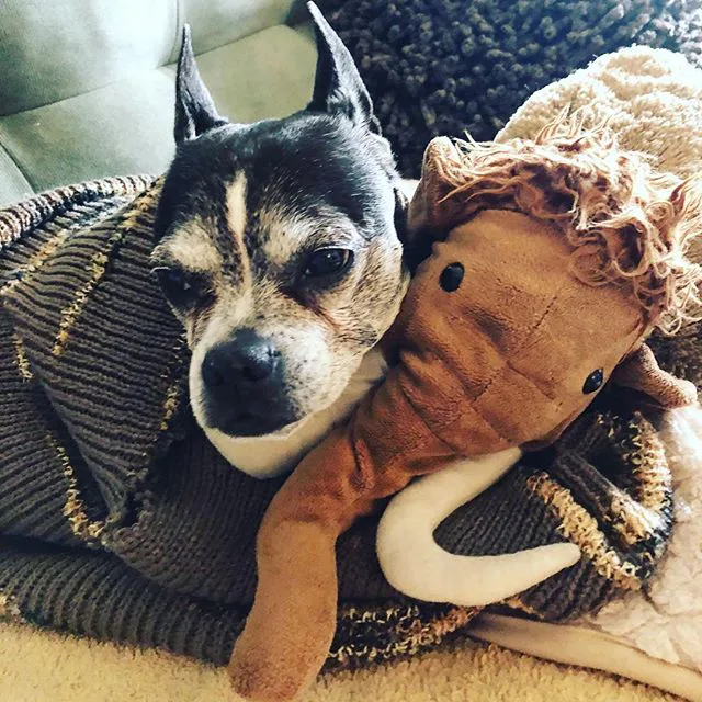 14 Changes Dogs Go Through As They Age That All Pet Owners Should Know ...