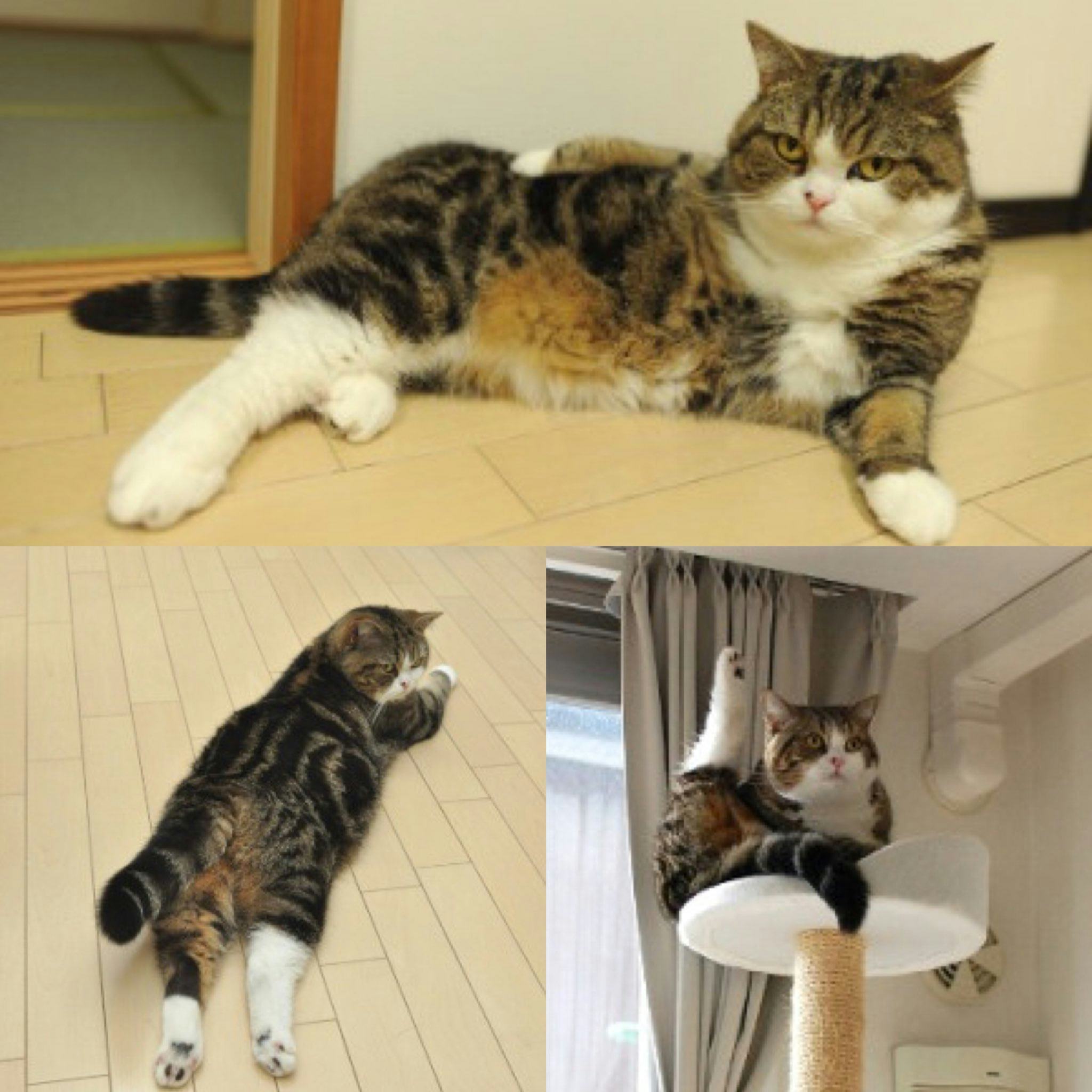 24 Funny Cat Memes For National Pet Day 2018 That Are Just Hilariously True