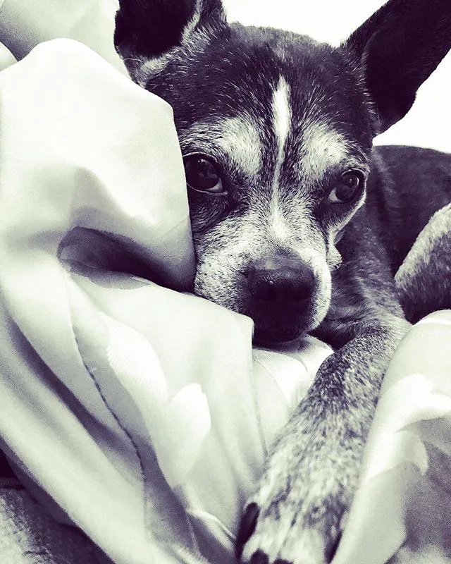 14 Changes Dogs Go Through As They Age That All Pet Owners Should Know ...
