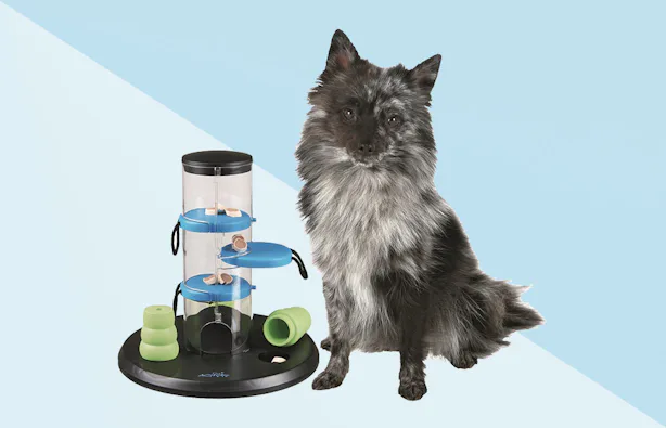 6 Challenging Toys For Dogs