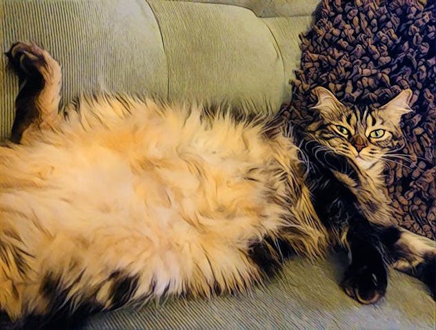 7 Myers-Briggs Types That Are Most Likely To Be Cat People