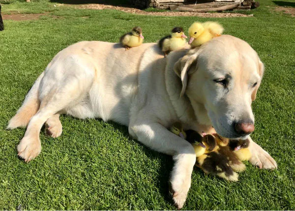 This Dog Befriended 9 Orphaned Baby Ducks At A U.K. Castle & The Photos ...