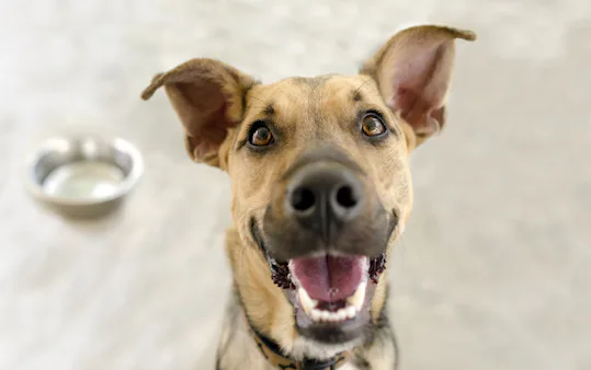 Why Do Dogs Smile? The Reason Will Make You *So* Happy