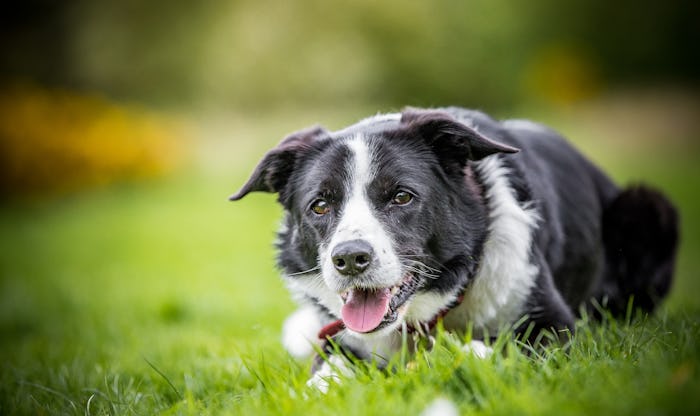 How To Check For Ticks On Dogs, Because It's Officially The Season