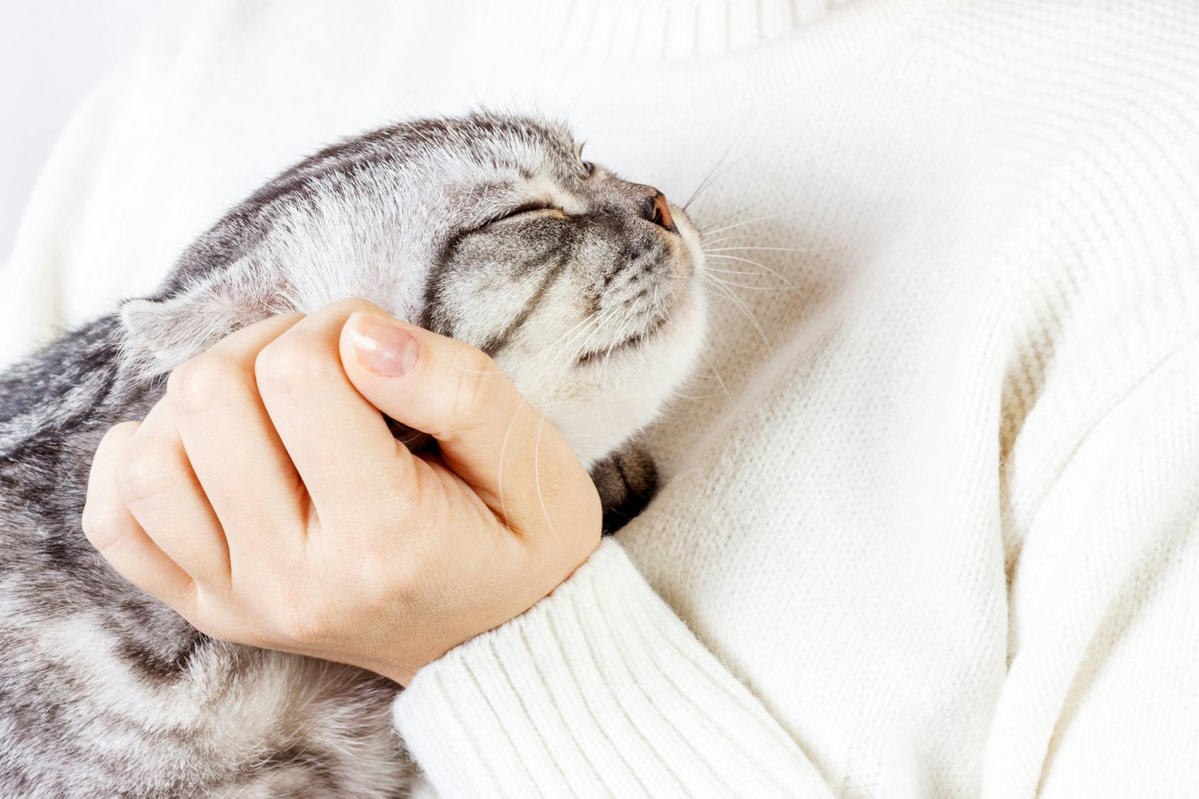 Do Cats Smile? Here's How To Tell Your Cat Is Happy, At Least On The Inside