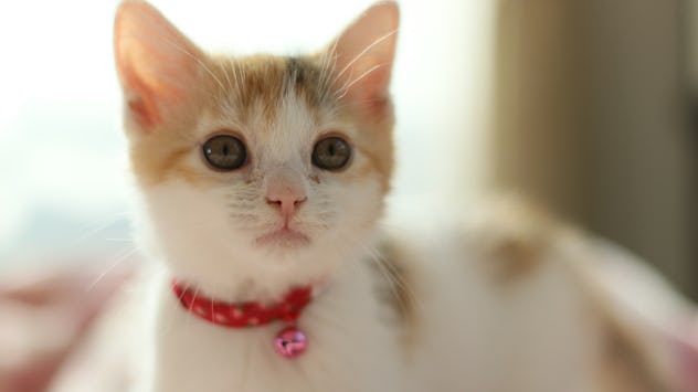 Do Cats Smile? Here's How To Tell Your Cat Is Happy, At Least On The Inside