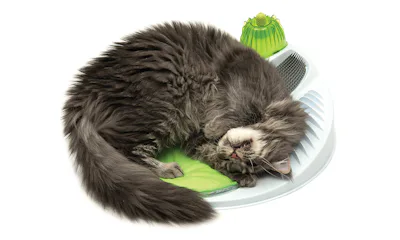The 7 Best Cat Toys For Older Cats In 2022