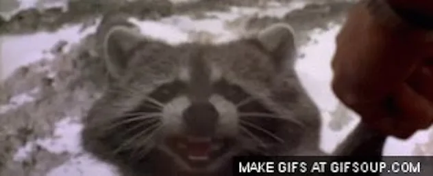 The Best MPR Raccoon Tweets That Had All Of The Internet Rallying ...
