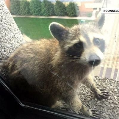 The Best MPR Raccoon Tweets That Had All Of The Internet Rallying ...