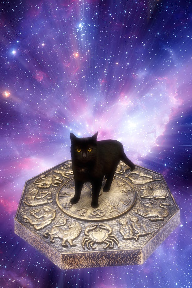 36 Cat Names Based On Their Zodiac Sign, Because Your Kitty Is A Total Star