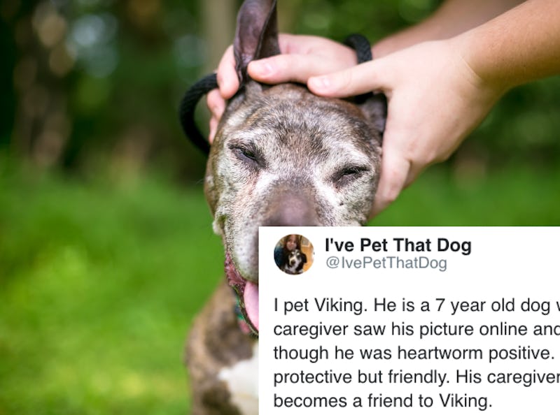 The "I've Pet That Dog" Twitter Account, Run By A 9-Year-Old Boy, Is ...