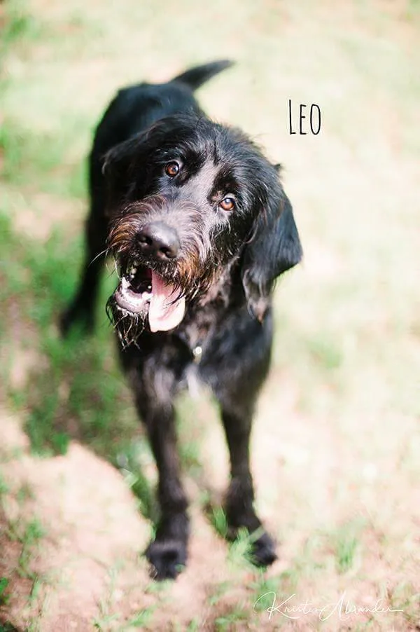 8 Friendly & Protective Dog Breeds Who’ll Stand By Your Side No Matter What
