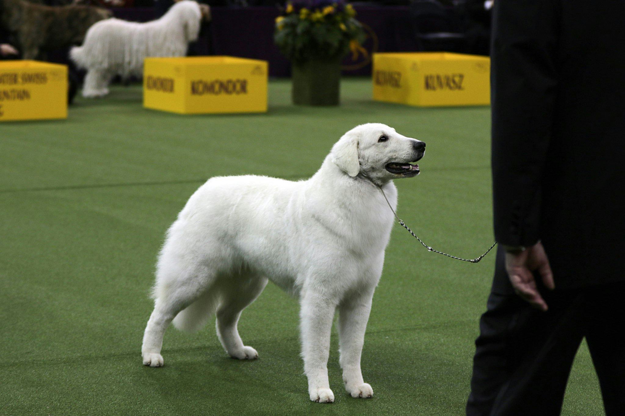 8 Friendly & Protective Dog Breeds Who’ll Stand By Your Side No Matter What