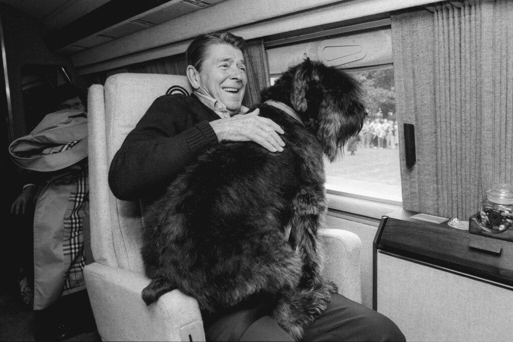 13 Dogs U.S. Presidents Have Had, Proving First Pets Are Part Of ...