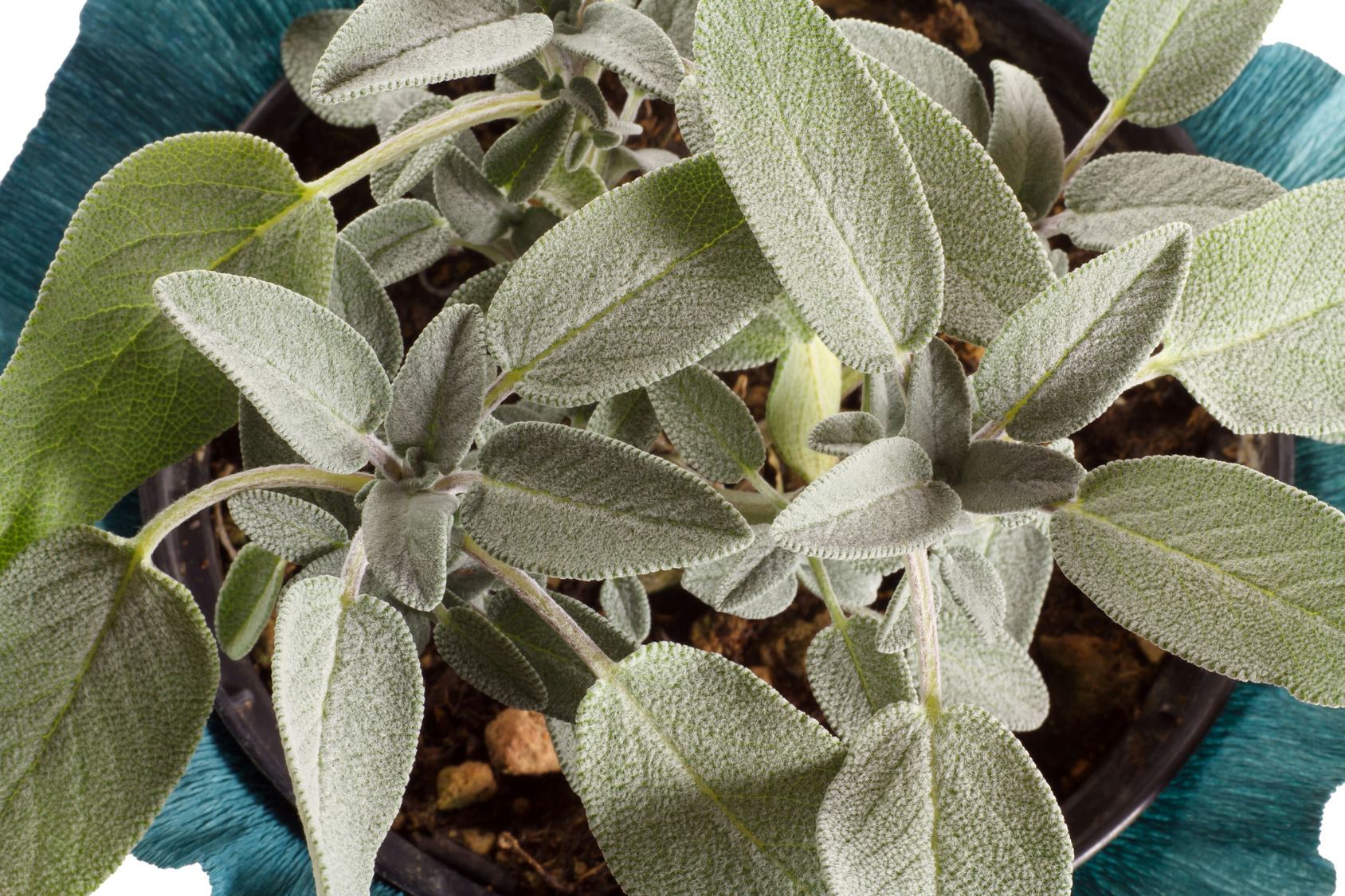 9 Houseplants That Can Help Repel Bugs