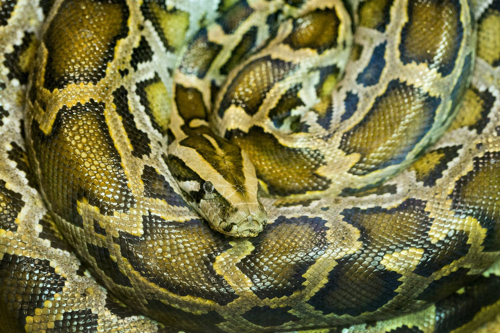 This Mind-Bogglingly Huge Python Is Longer Than Most New York Apartments