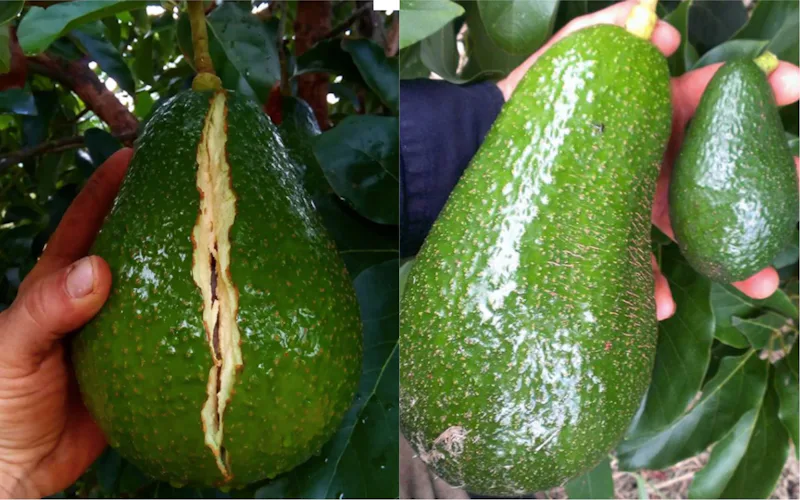 "Avozillas" Are Giant Avocados That Are Taking Instagram By Storm ...