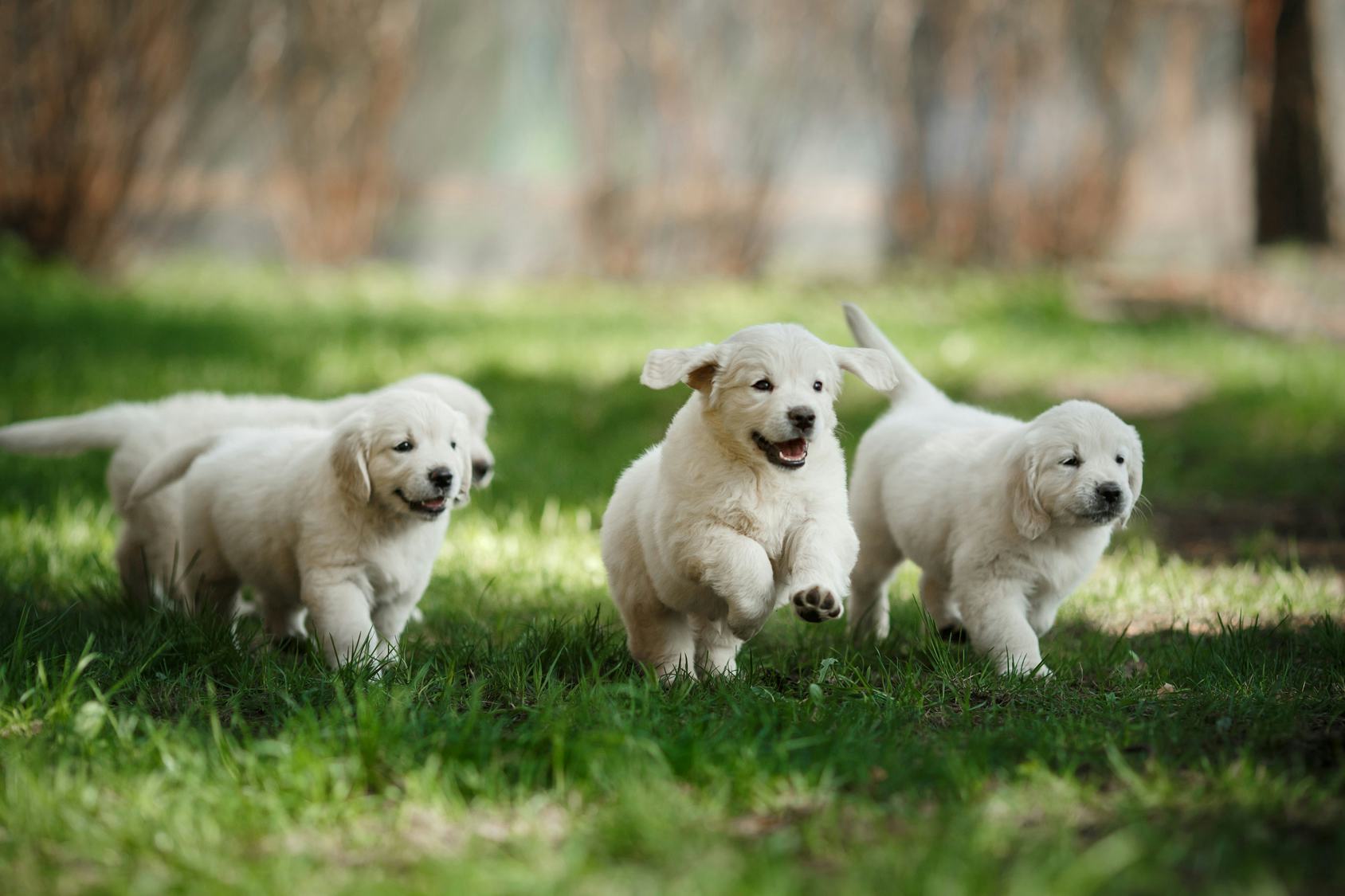 Golden Retrievers Met In Scotland By The Hundreds To Celebrate The ...