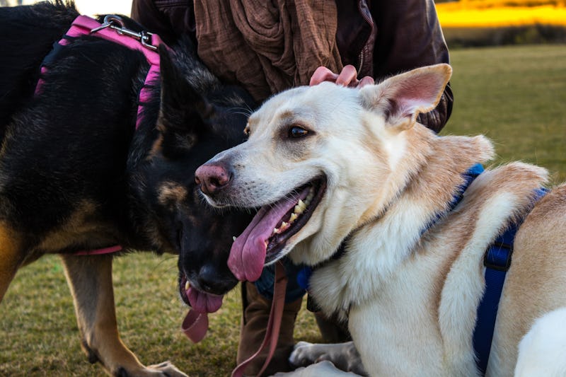 8 Friendly & Protective Dog Breeds Who’ll Stand By Your Side No Matter What