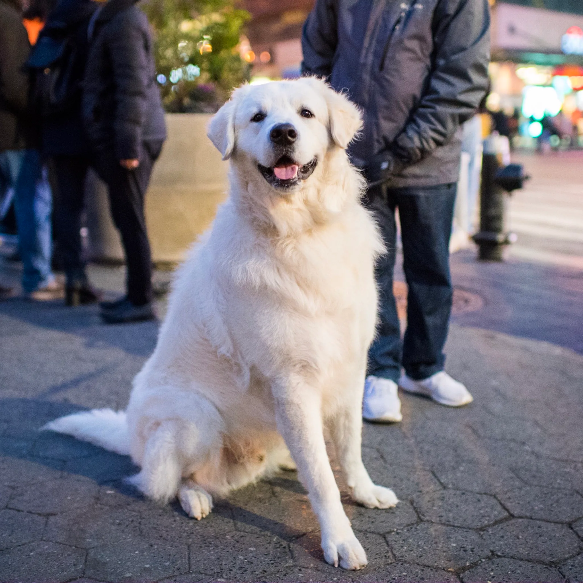 14 Dog Breeds That Grow Really Big