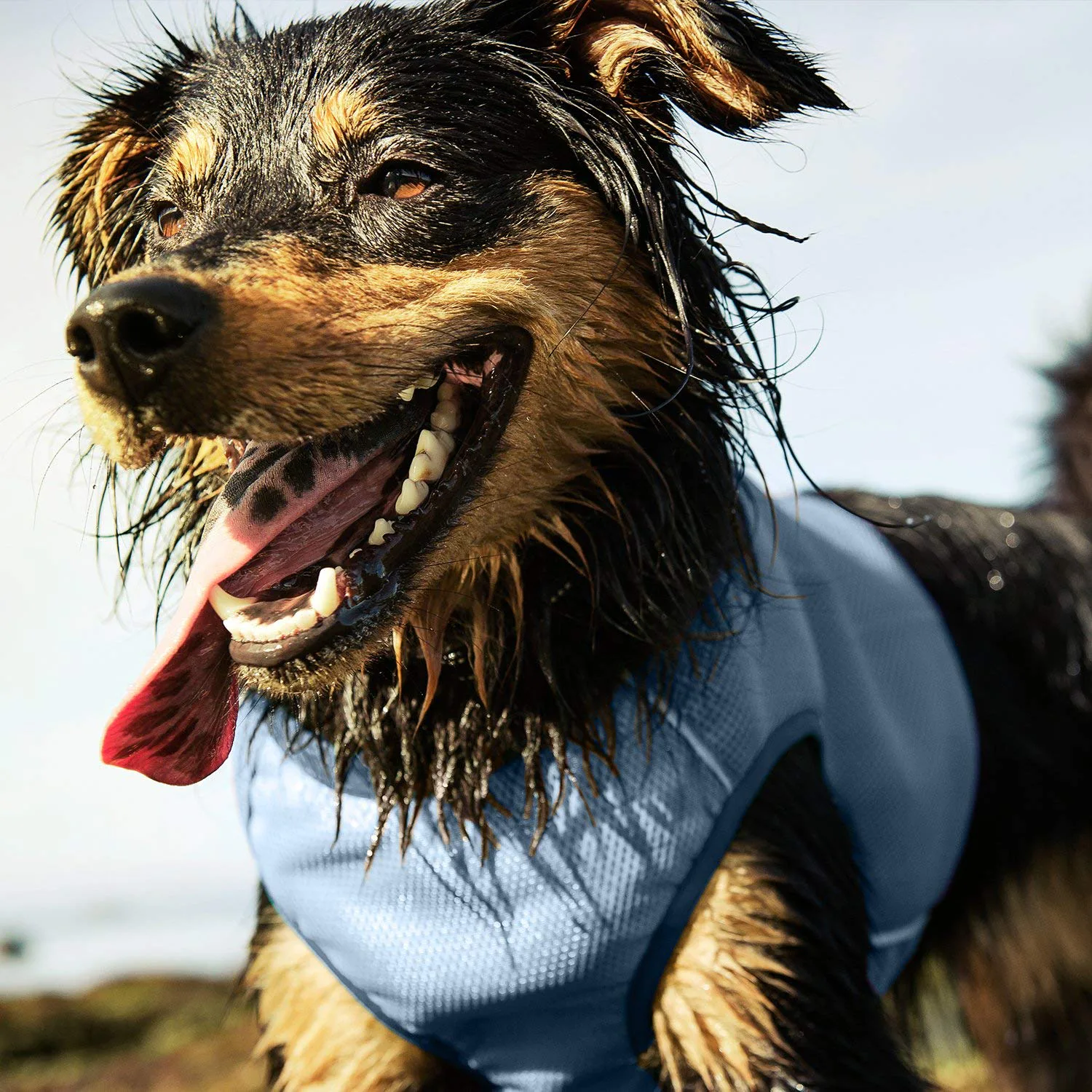 The 13 Best Cooling Vests For Dogs In 2022
