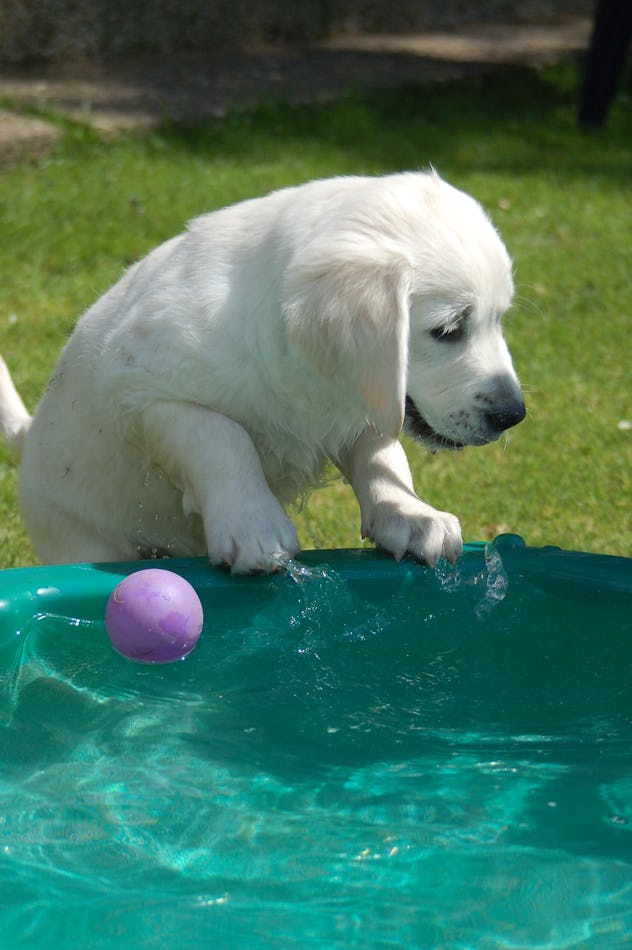 9 Hacks To Keep Dogs Cool In The Summer, Because Some Days Are Just Way ...