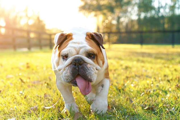 10 Calm Dog Breeds, Because You're Looking For A Chill Pet