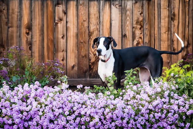 10 Calm Dog Breeds, Because You're Looking For A Chill Pet