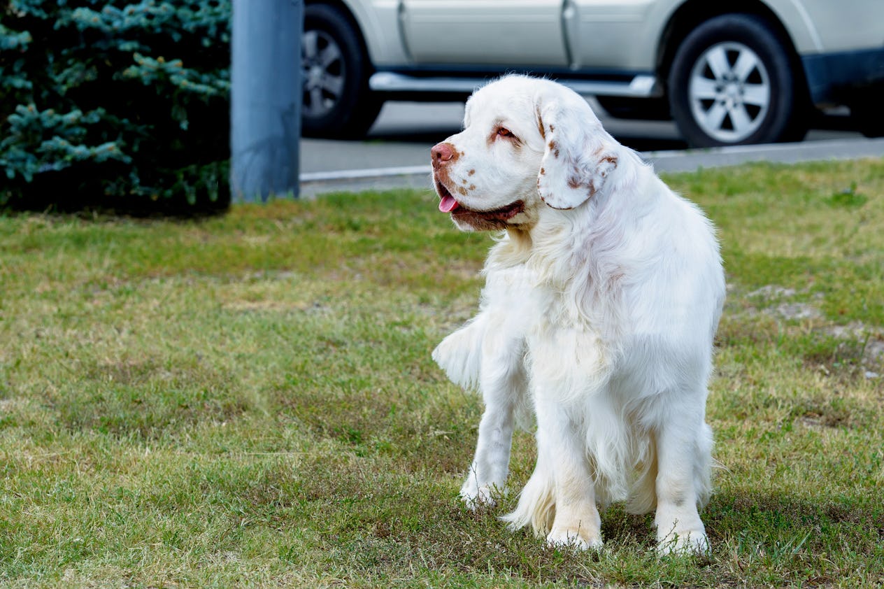 10 Calm Dog Breeds, Because You're Looking For A Chill Pet