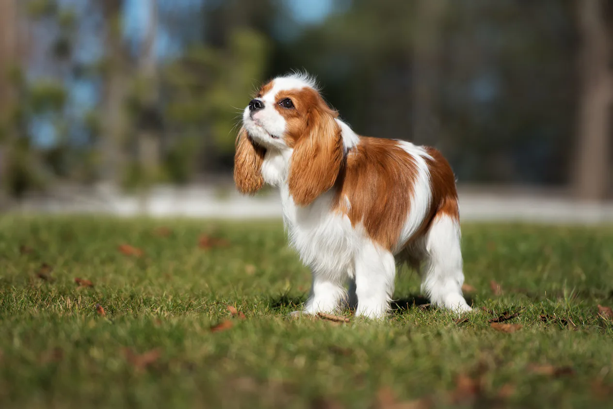 10 Calm Dog Breeds, Because You're Looking For A Chill Pet