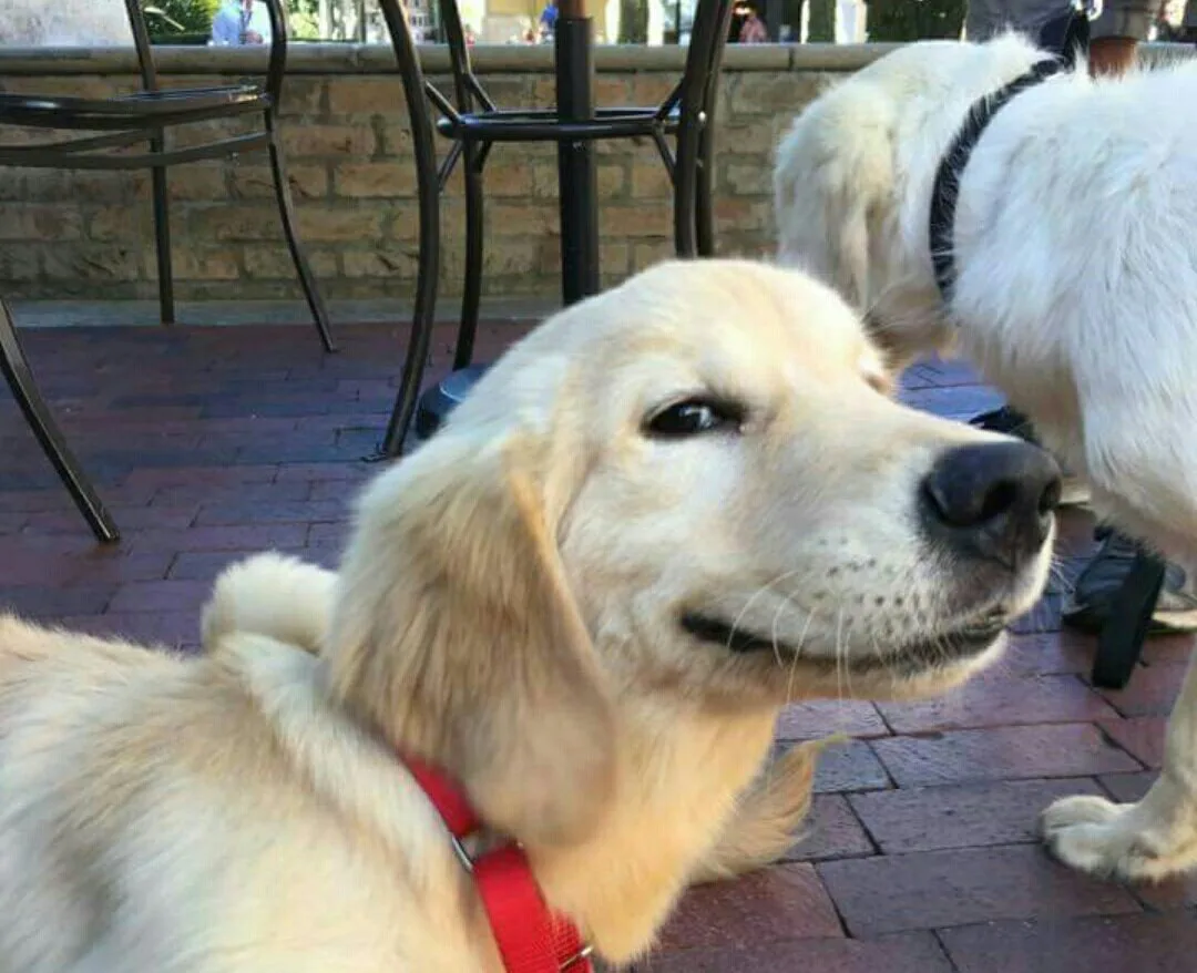 15 Funny Dog Memes For National Dog Day 2018 That Are Almost Too Cute ...