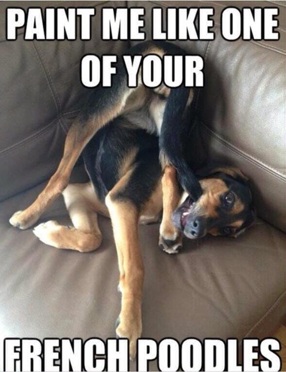 15 Funny Dog Memes For National Dog Day 2018 That Are Almost Too Cute ...