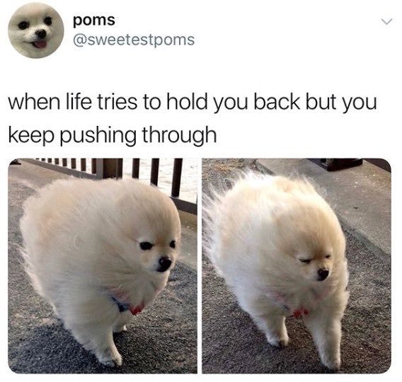 15 Funny Dog Memes For National Dog Day 2018 That Are Almost Too Cute ...