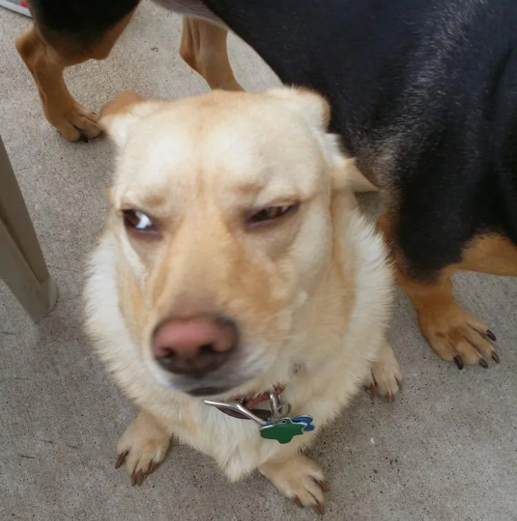 15 Funny Dog Memes For National Dog Day 2018 That Are Almost Too Cute ...
