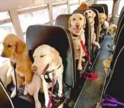 15 Funny Dog Memes For National Dog Day 2018 That Are Almost Too Cute ...