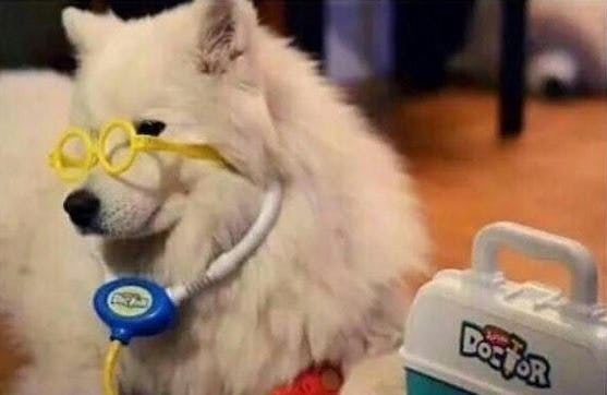 15 Funny Dog Memes For National Dog Day 2018 That Are Almost Too Cute ...