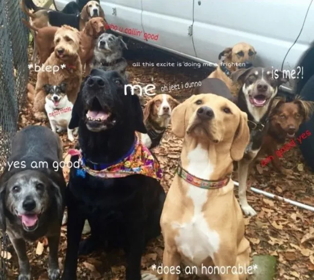 15 Funny Dog Memes For National Dog Day 2018 That Are Almost Too Cute ...