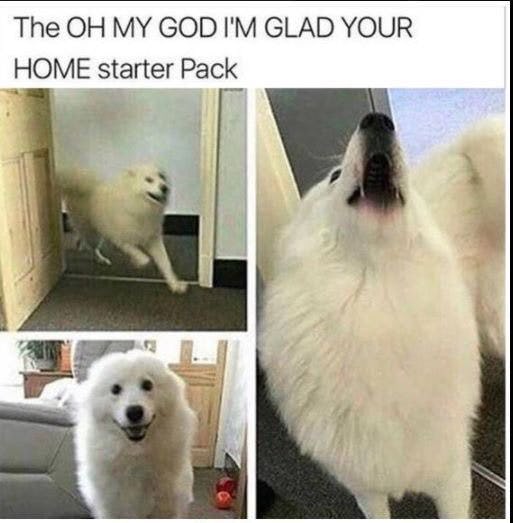 15 Funny Dog Memes For National Dog Day 2018 That Are Almost Too Cute ...