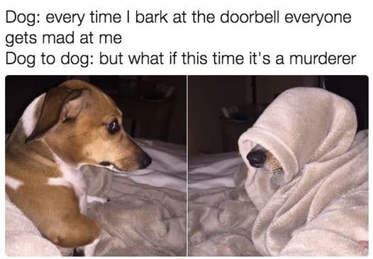 15 Funny Dog Memes For National Dog Day 2018 That Are Almost Too Cute ...