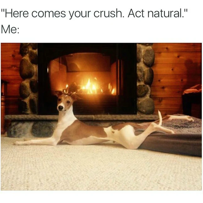 15 Funny Dog Memes For National Dog Day 2018 That Are Almost Too Cute ...